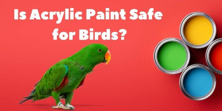 Is Acrylic Paint Safe For Birds? | CraftersMag